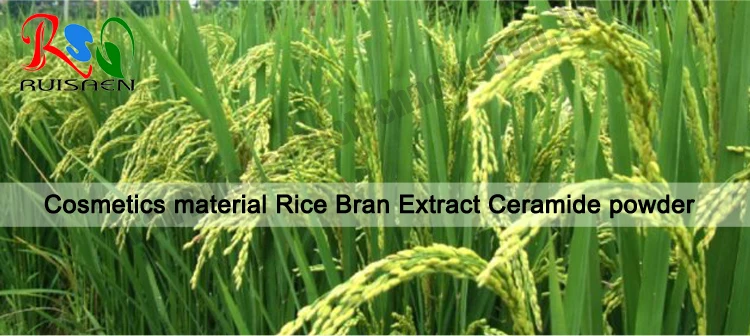 Cosmetics Material Oryza Sativa Bran Powder Rice Bran Extract 98% ...