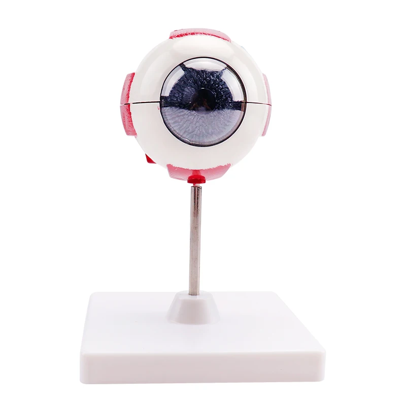 Pvc Eyeballs Human Eye Anatomy Model Plastic Small 3x Eyeball Model ...