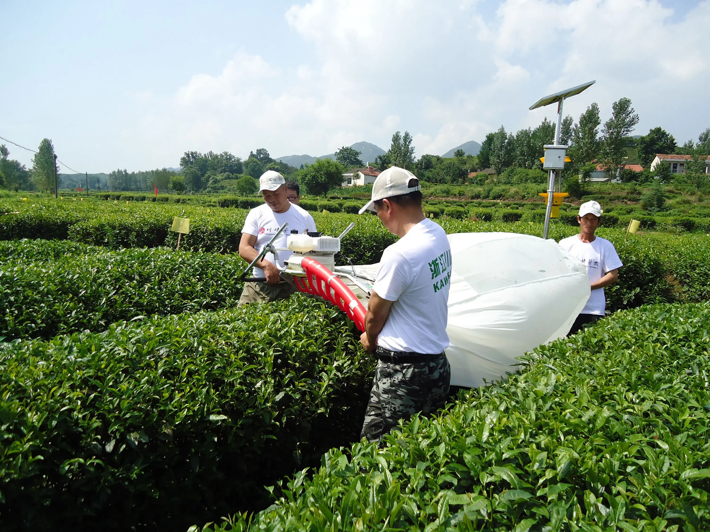 Tea Picking Machine - Efficient Tea Harvesting Solutions