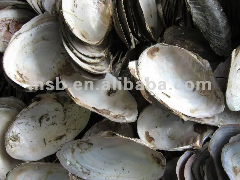 Natural Raw Thick Chinese River Triangle Shell/raw Shells - Buy Raw ...