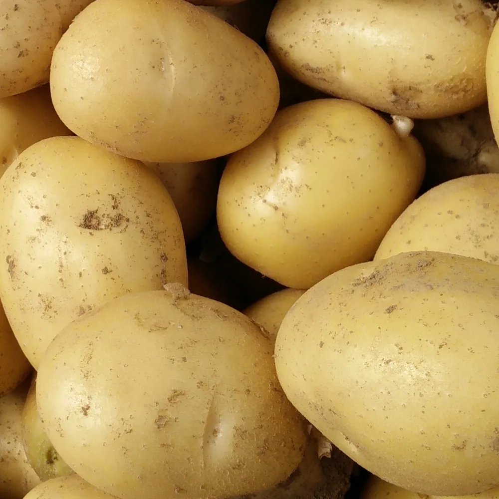 Fresh Potatoes Hight Best Quality Nutritious Cheap Price Origin ...