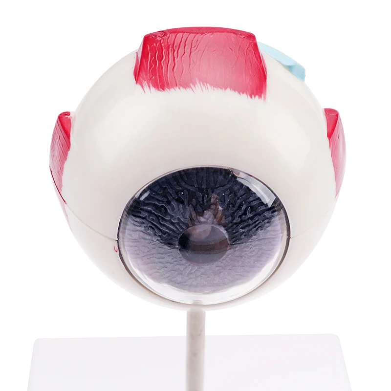 Pvc Eyeballs Human Eye Anatomy Model Plastic Small 3x Eyeball Model ...