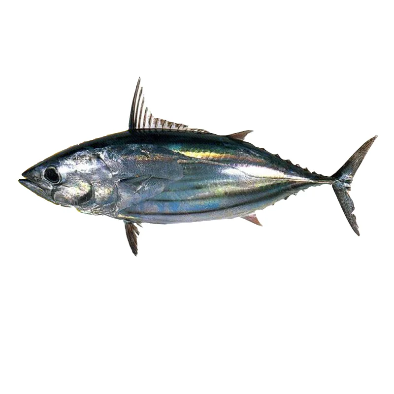 Iqf Wr Chinese Frozen Skipjack Tuna Fish Price For Export - Buy ...