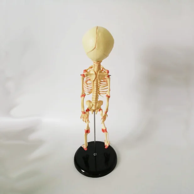 Human Baby Bones - Education with Fetal Skeleton Models