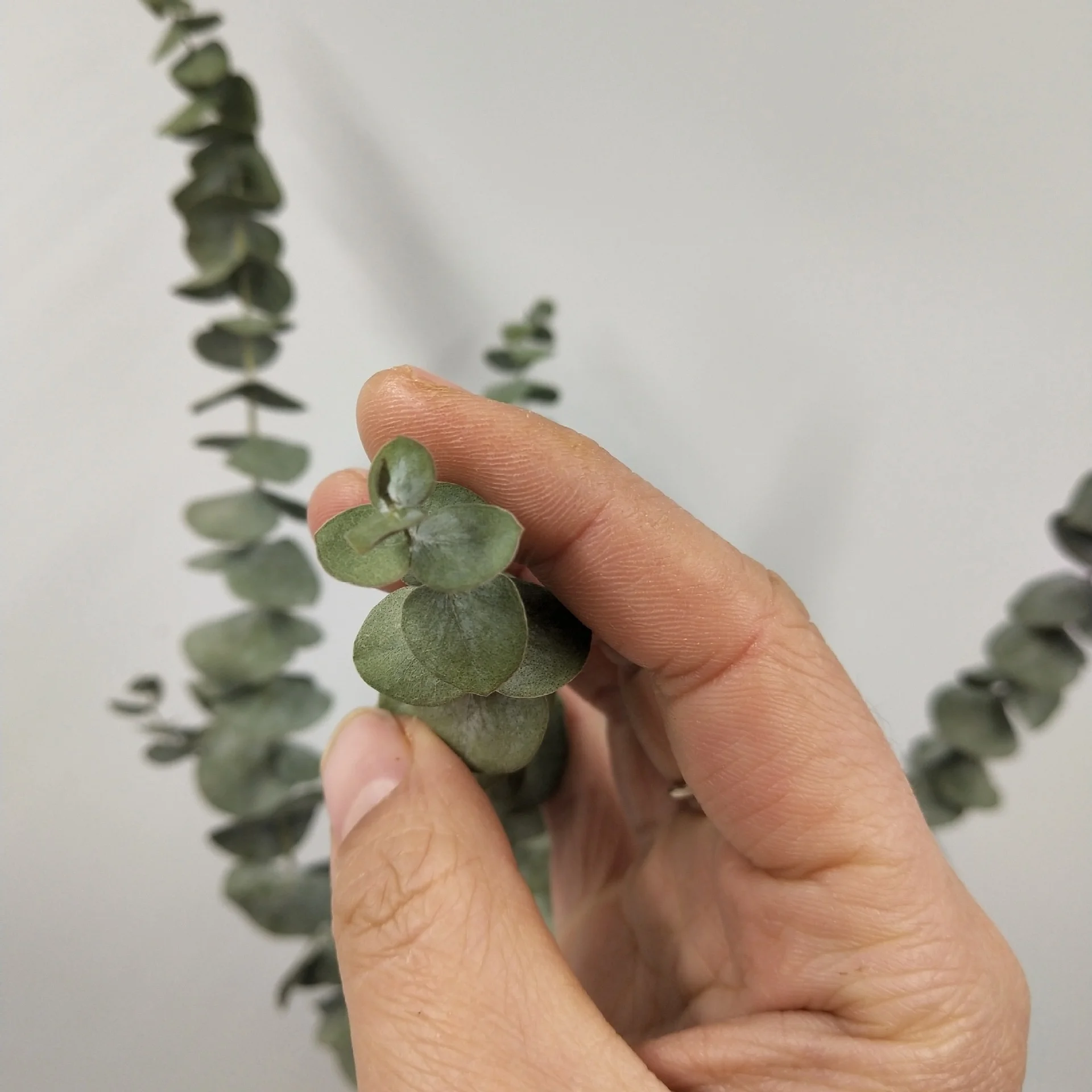 Eucalyptus Leaves Natural Air-Dried Eco-friendly Home Decoration Flower ...
