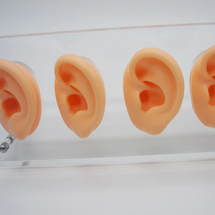 Hearing Aids Display Stand for Ear Silicone Human Ear Models Acrylic ...