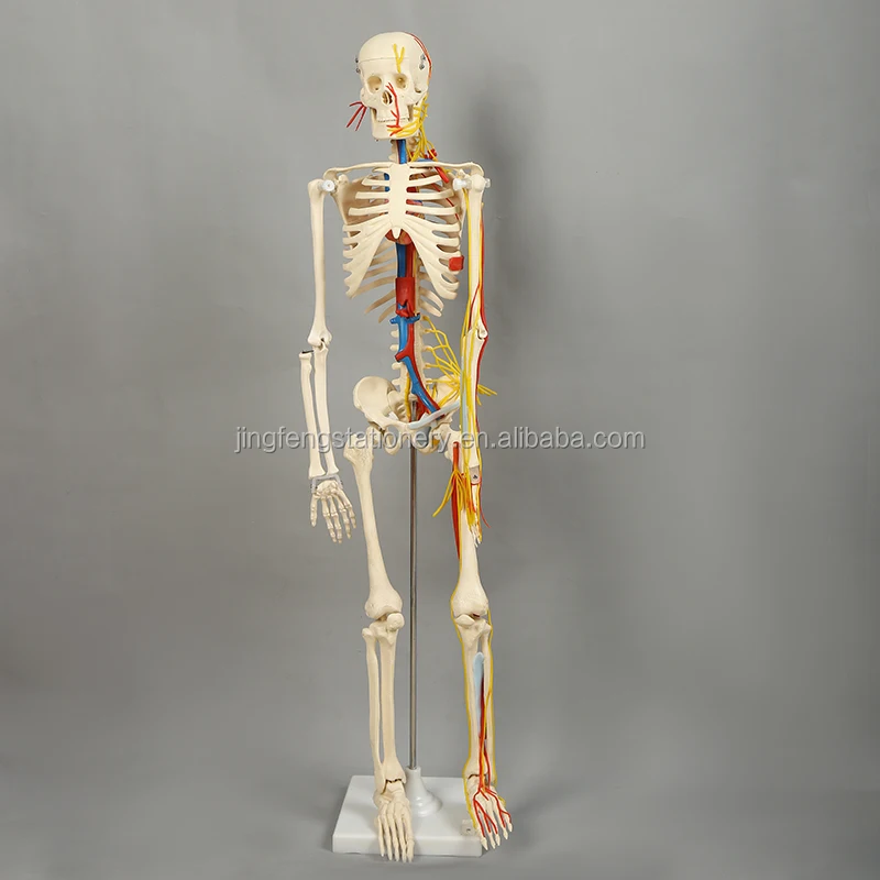 85cm Human Skeleton Model - Customized for Anatomy Teaching