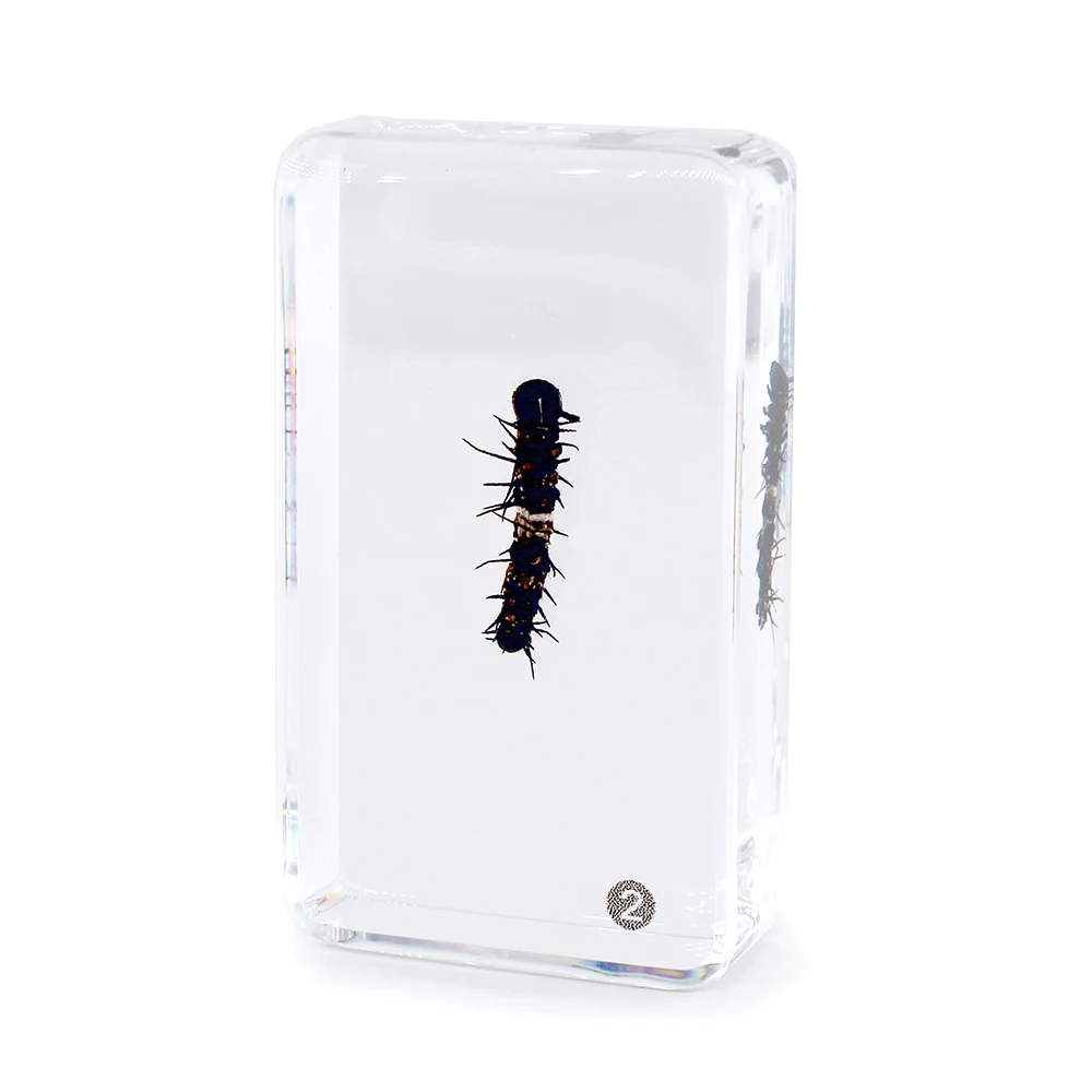 Butterfly Life Cycle Development Specimen Insect In Resin Science ...