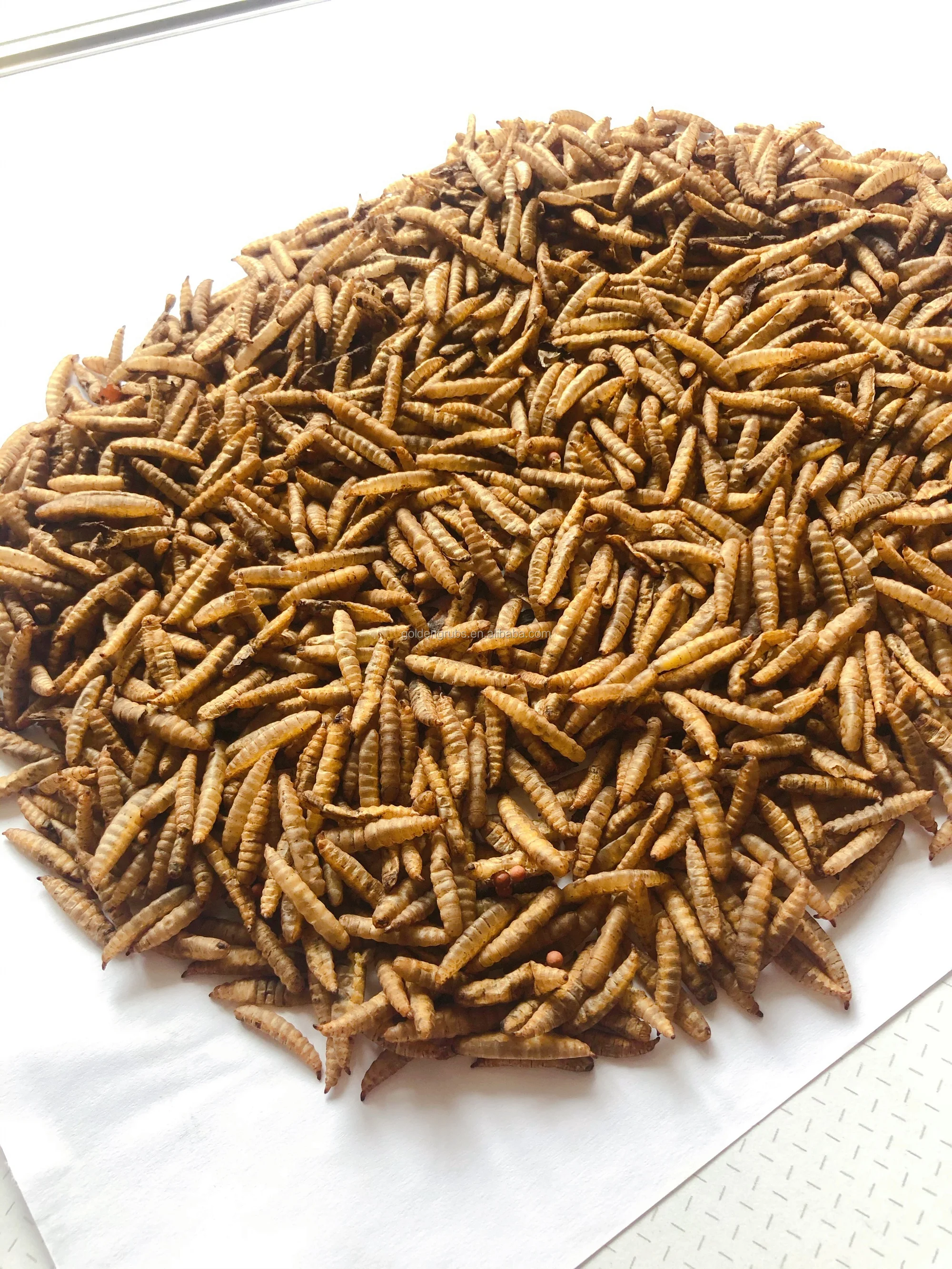 High Protein Dried Maggot Microwave Dried Black Soldier Fly Larvae ...