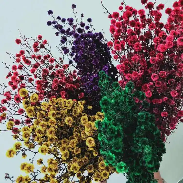 Wholesale Natural Preserved Stirlingia Flower for Decorative Flowers