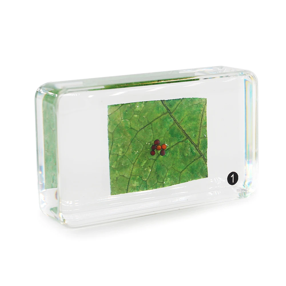 Butterfly Life Cycle Development Specimen Insect In Resin Science ...