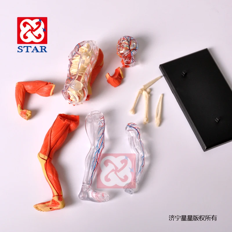 Mini Human Body Structure Model - 4D Anatomy for Education