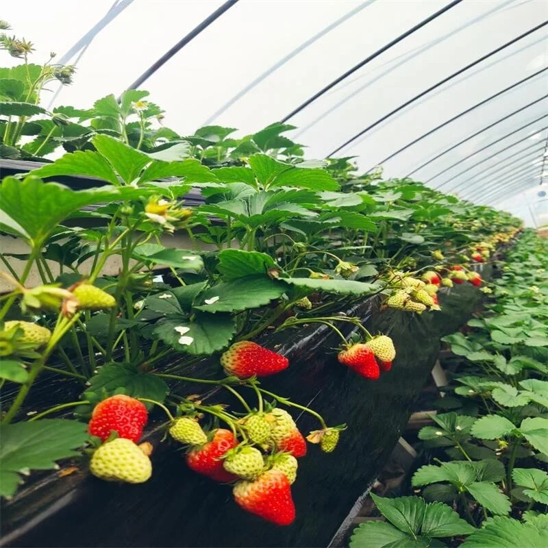 Strawberry Greenhouse Pvc Gutter Soilless Culture Greenhouse Vertical ...