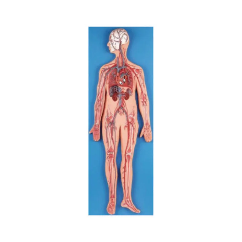 Bix-a1111 Realistic Circulatory System Model For Medical Teaching, Oem