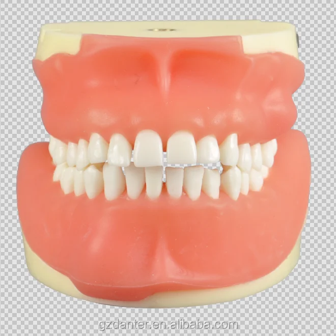 Suturing Dental Training Typodont Model for Oral Surgery