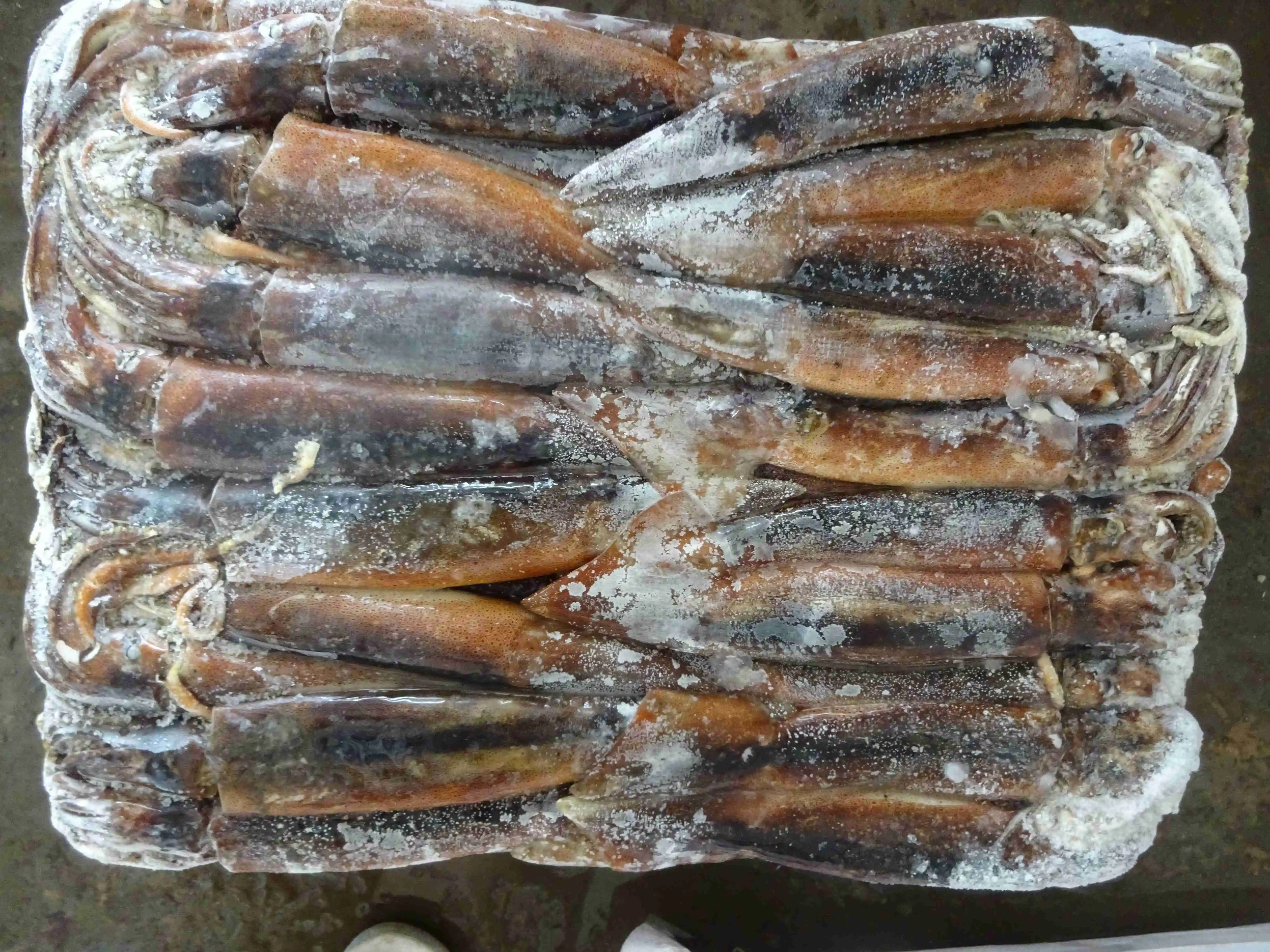 New Arrival Frozen Squid Chocolate Illex Argentina Squid - Buy ...