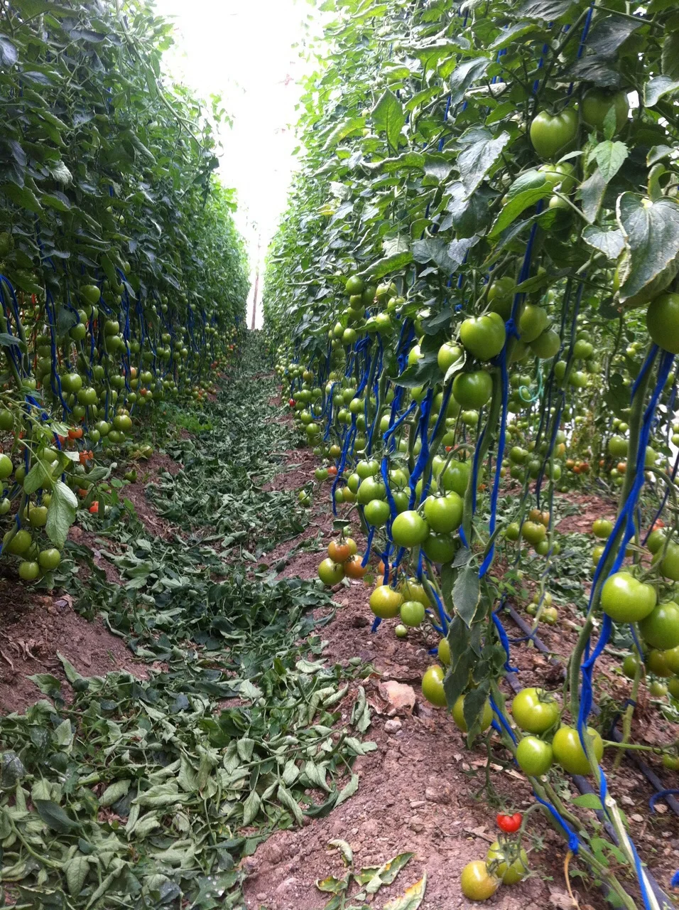 Black and Green Baler Plastic Bale Rope - High Tenacity