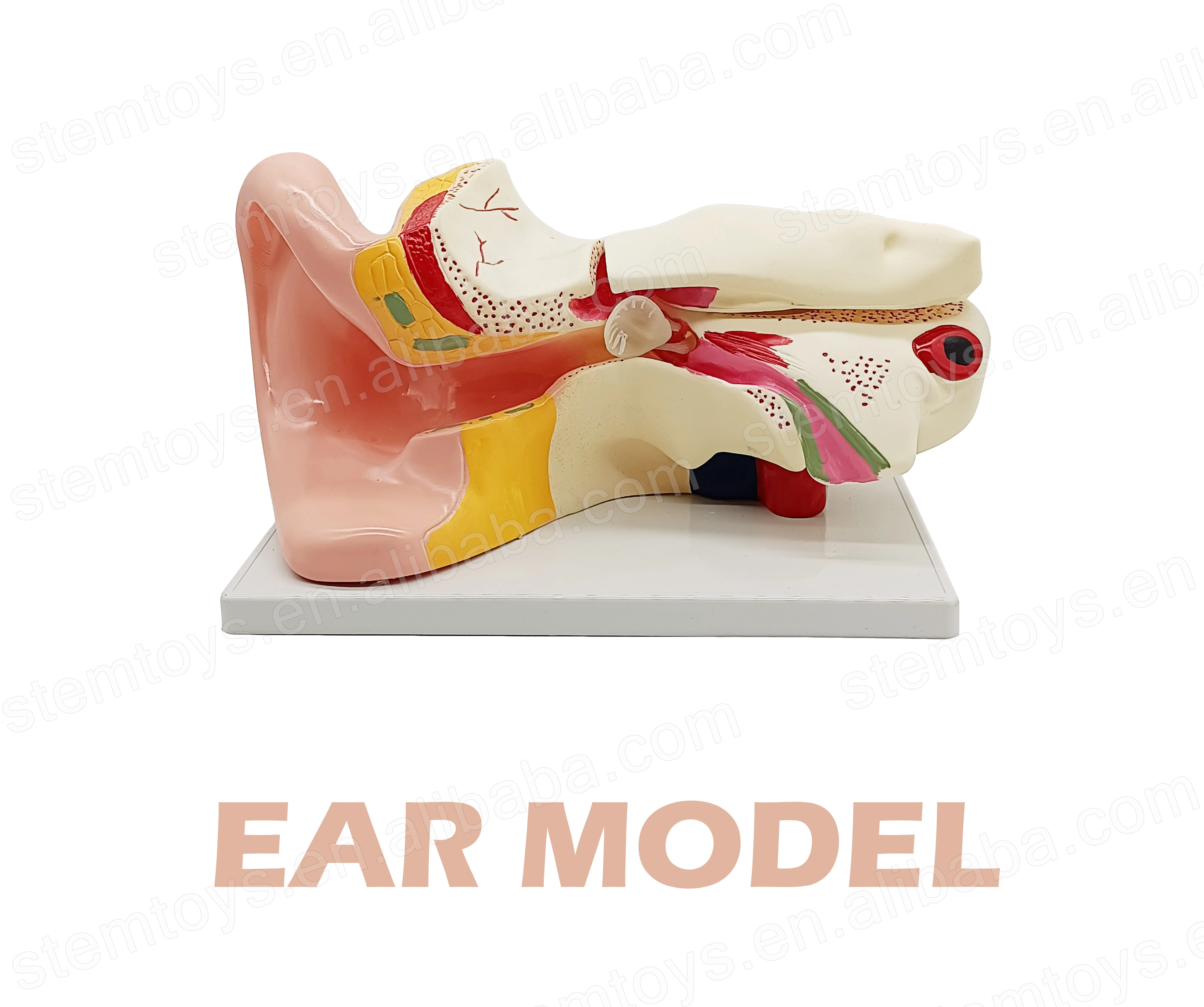 Magnification Human Ear Model 6X for Biological Experiment Stuffed ...