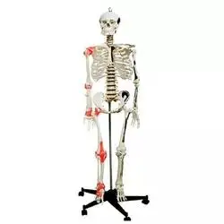 Medical Teaching 180cm 85cm Simulator Anatomy Pvc Plastic Movable Full ...