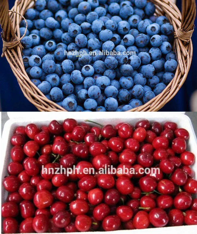 Stainless Steel Electric Fruit Size Grading Machine Blueberry Sorter ...