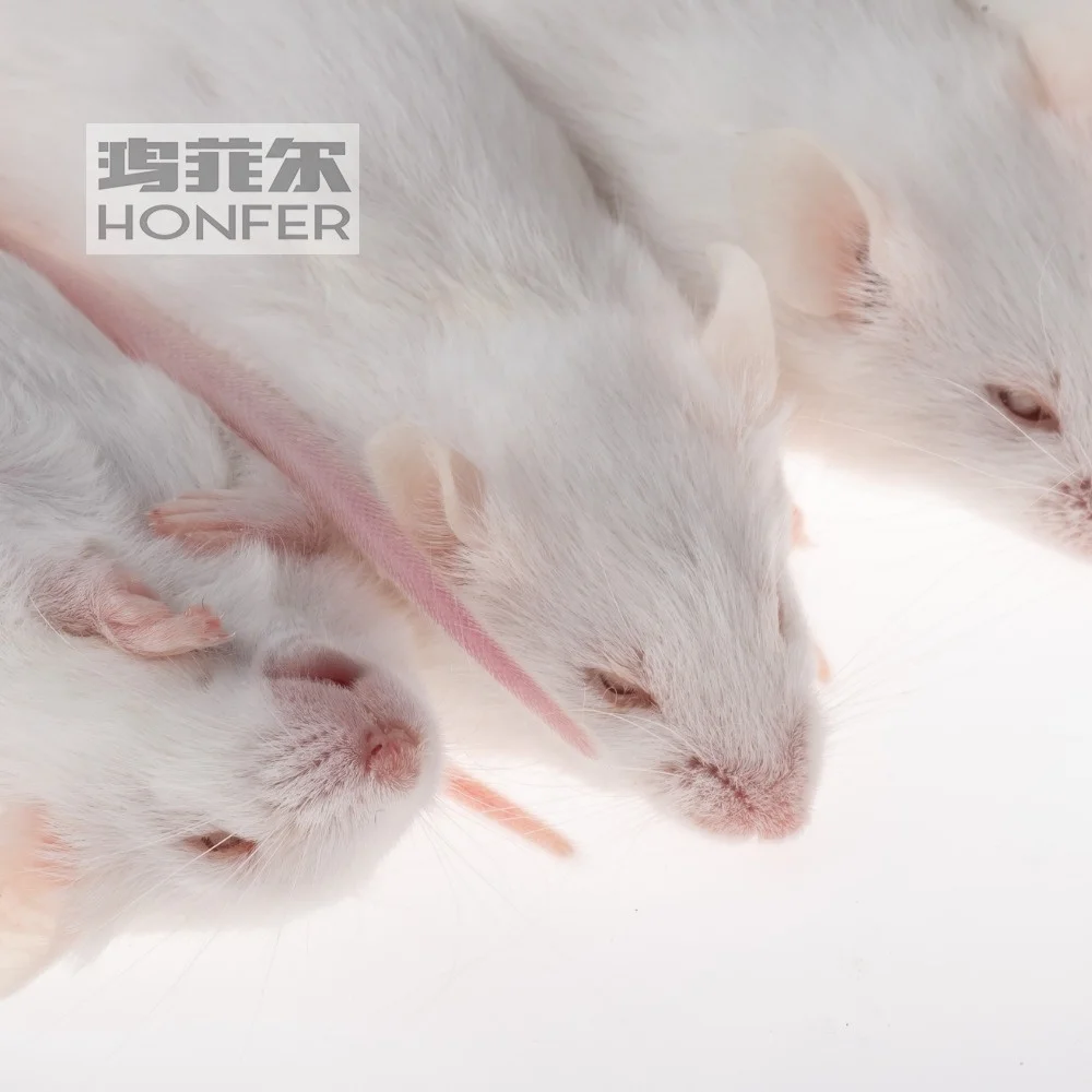 Frozen Rats Frozen Mice Grasshopper Frozen RatFrozen Feeder Mealworms ...