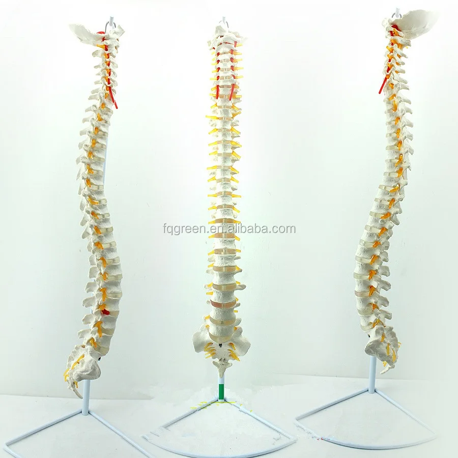 Lumbar Vertebrae Sacum With Nerves Model - Buy Lumbar Vertebra/ Nervi ...