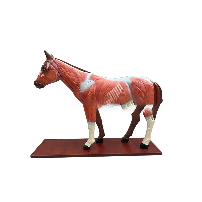 Anatomical Model Of Dog,Pig,Sheep,Cow And Rabbit Heart,Liver,Spleen ...