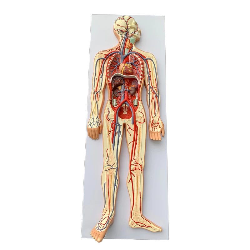 Medical Anatomy Model - Human Blood Circulatory System