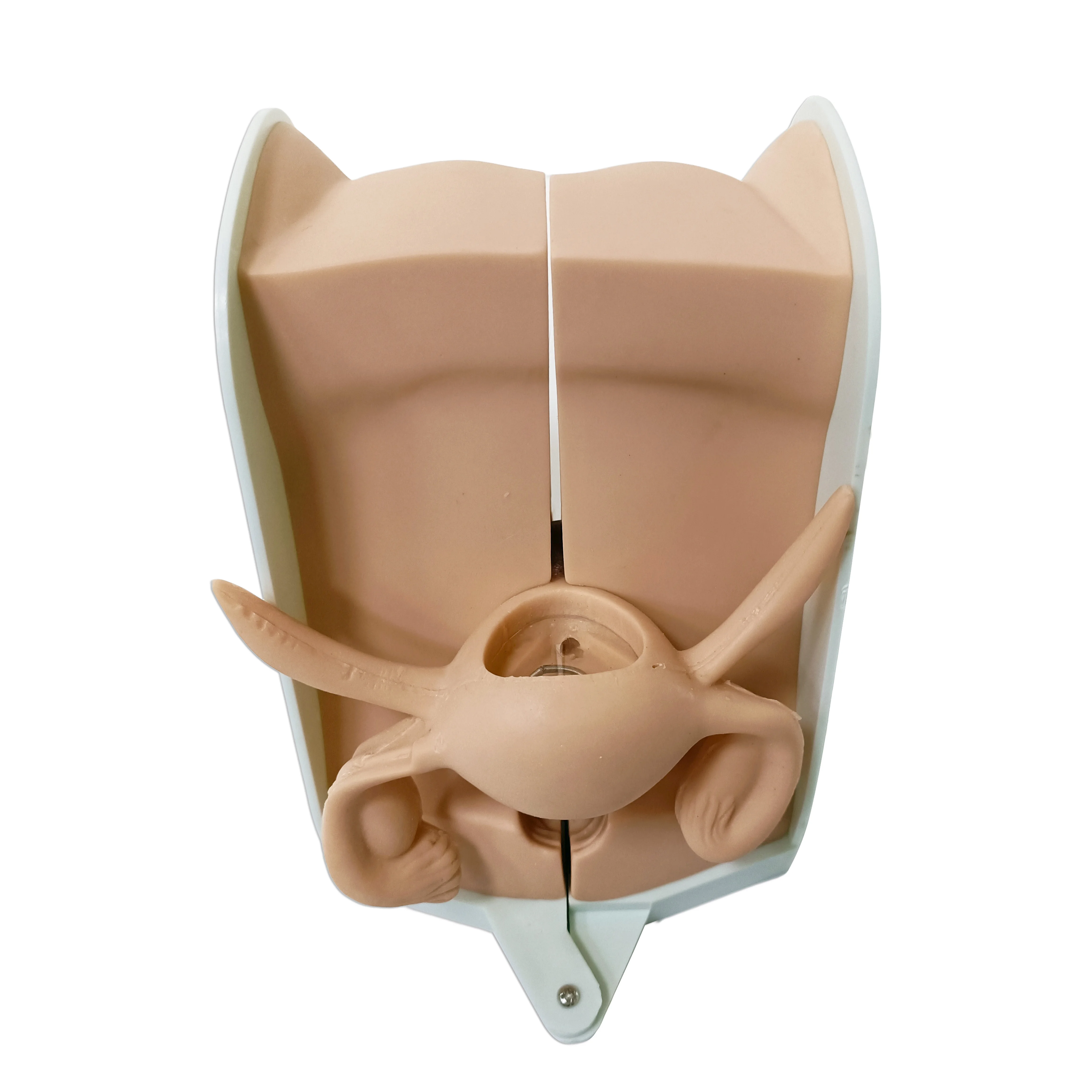 Medical Science Education Teaching Birth Control Female Uterus ...