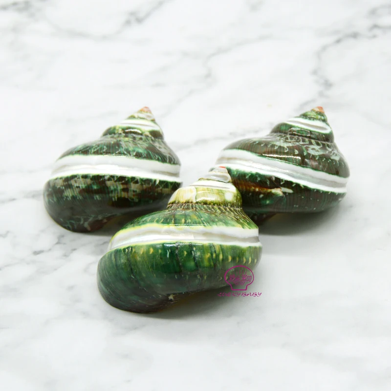 Wholesale Natura Seashell Green Conch for DIY Home Decoration| Alibaba.com