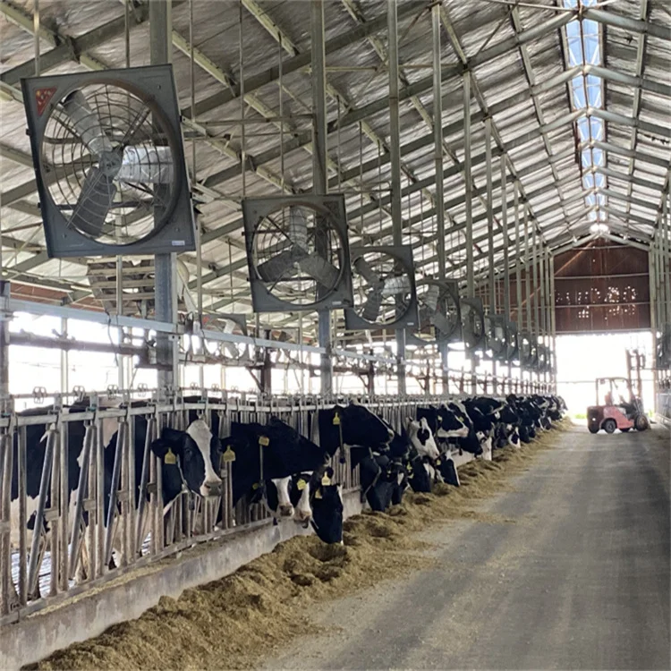 Cattle Mechanized Headlocks Fencing Dairy Farm Headlock Equipment ...