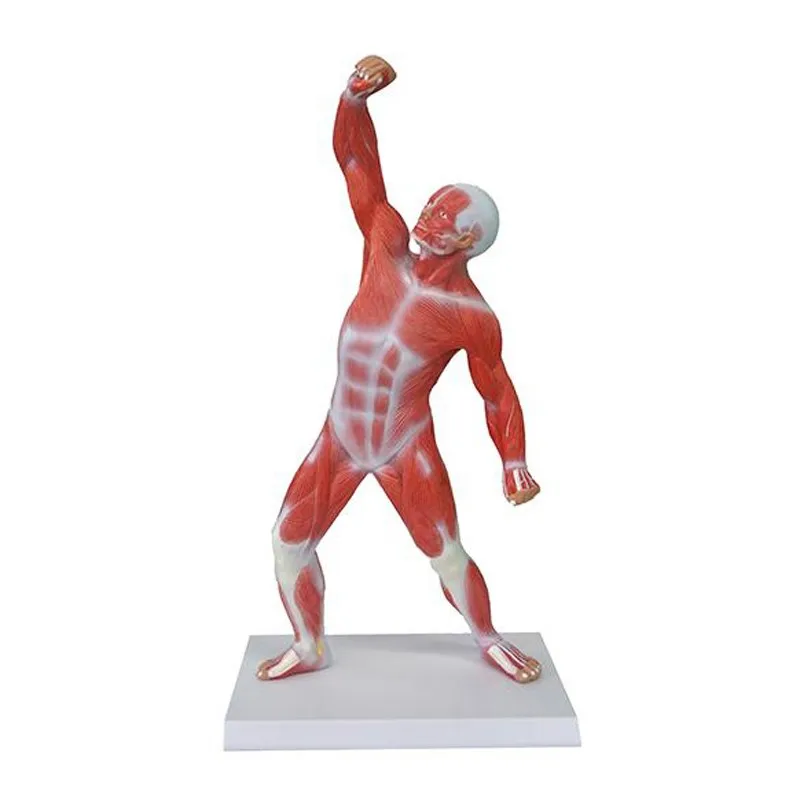 170cm Ganze Körper Menschlichen Muskel Anatomie Modell - Buy ...