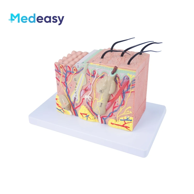 Human Skin Anatomy Model - Lifelike 3D Educational Tool