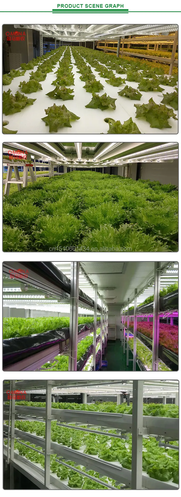 288 Heads Hydroponic Dft Deep Flow Technique Indoor Farm Growing For ...