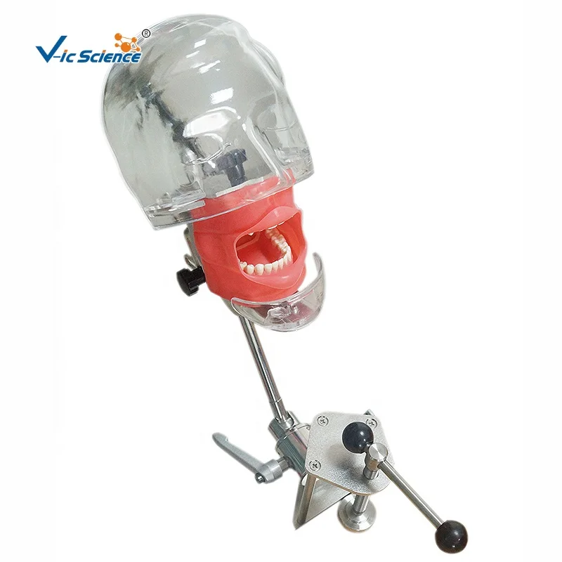 Dental simulator manikin articulator oral cavity simulation training ...