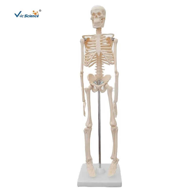 Halloween Human Skeleton Mini Size 45cm for Party or Children Student ...