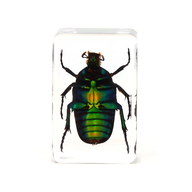 Biology Science Bugs Real Insect Specimen Paper Weight - Buy Real ...