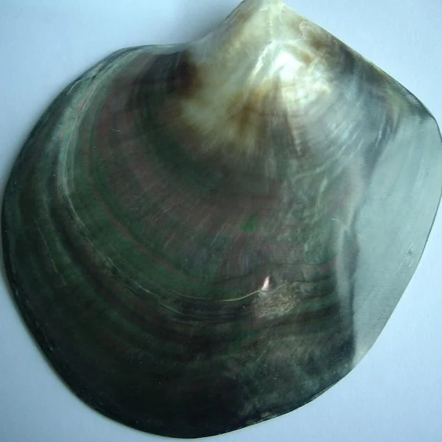 Polished Black MOP Mother of Pearl Shell Raw Shells for Production