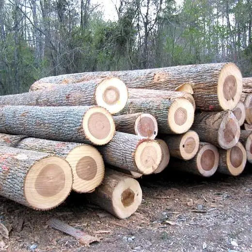 High Quality Pine Teak Eucalyptus and Birch Wood Logs and Timber for ...