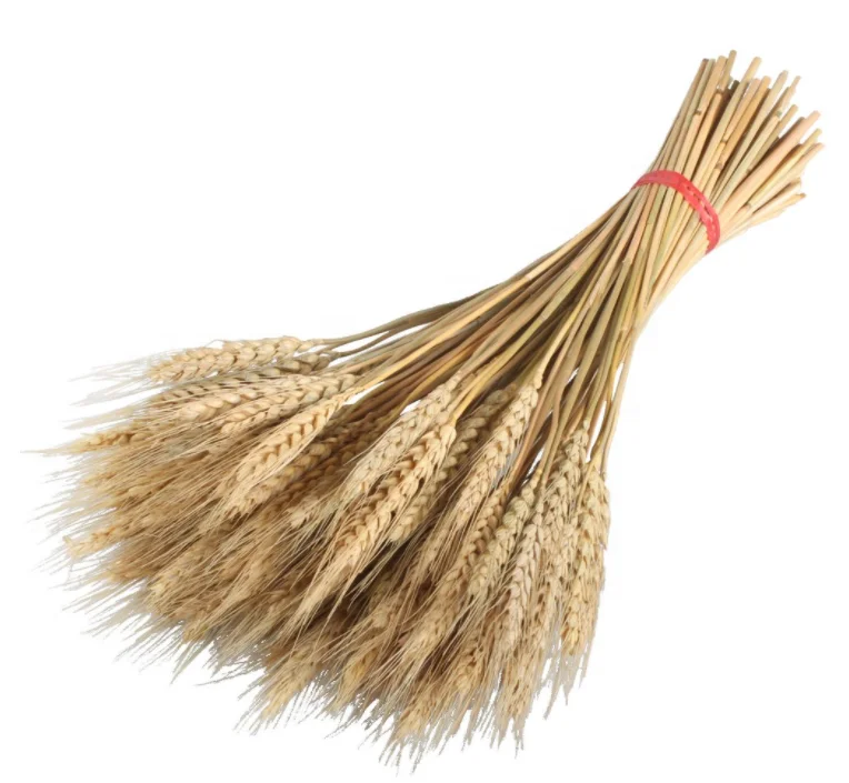 Natural Dried Flower Color Preserved Wheat Decoration Craft Flower ...