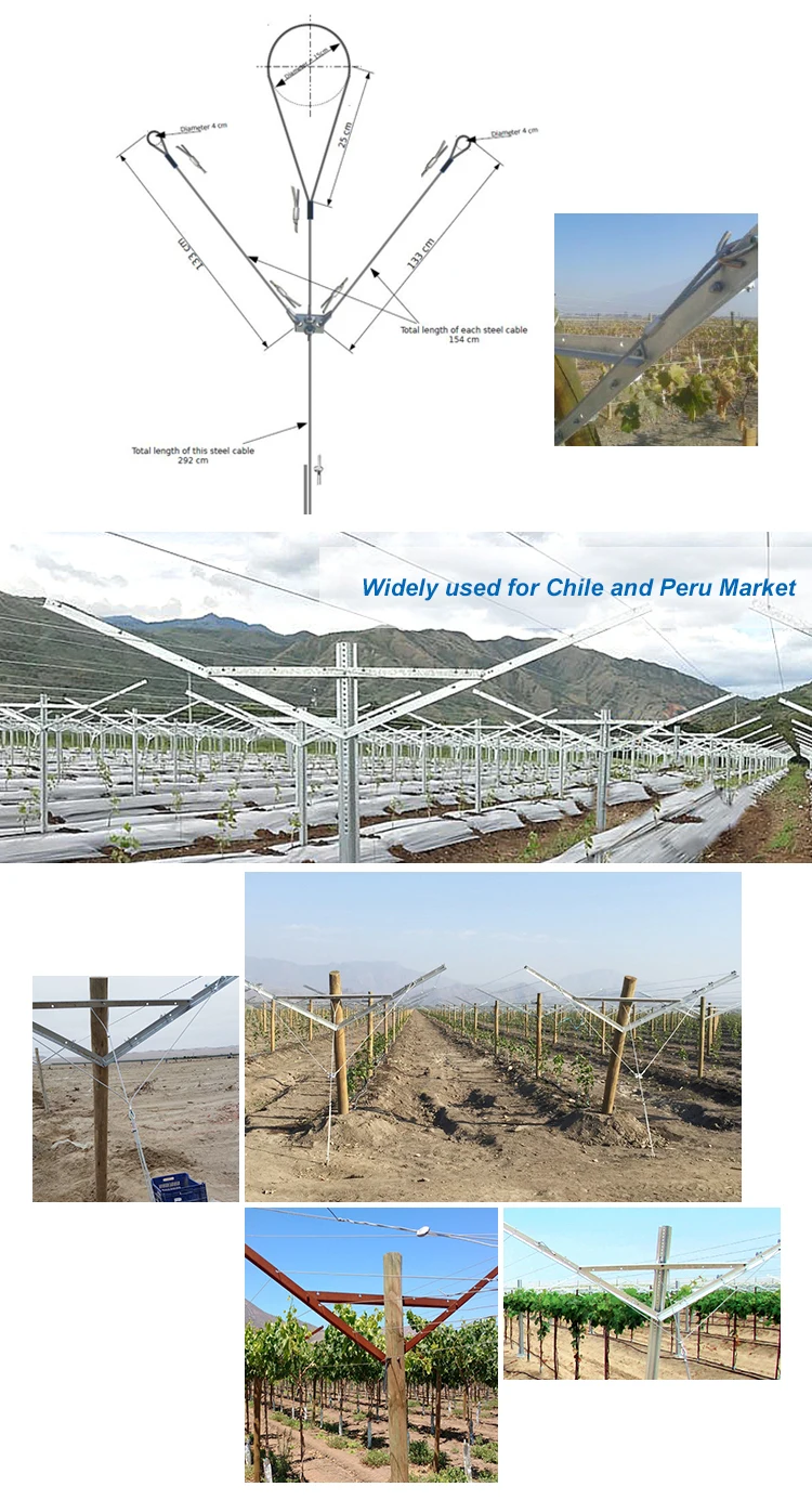 Easy to Install Y Shape Open Gable Trellis System for Peru