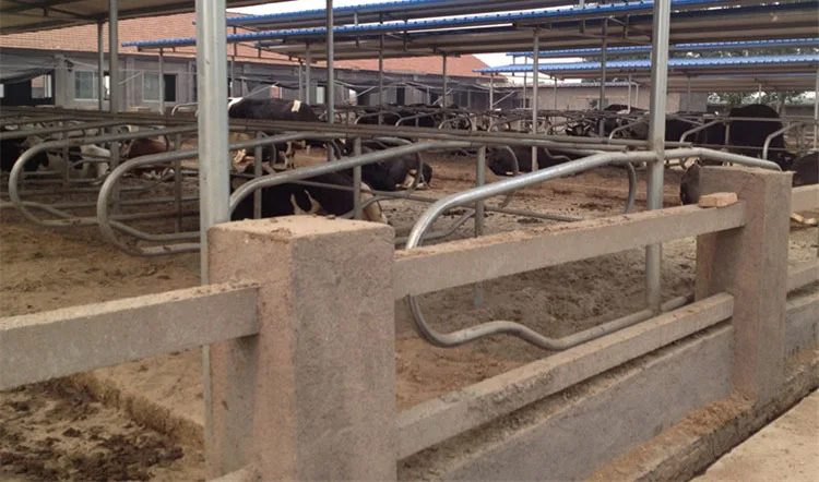 Cow Free Stall - Efficient Dairy Cattle Housing Solutions