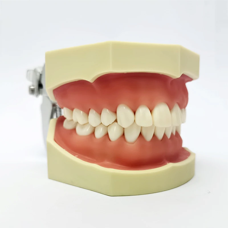 500h Medical School Dental Training Teeth Study Dental Model For ...
