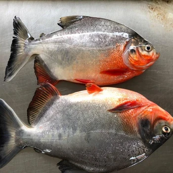 Frozen Fish Suppliers Fresh Red Pomfret Red Pacu Fish - Buy High ...