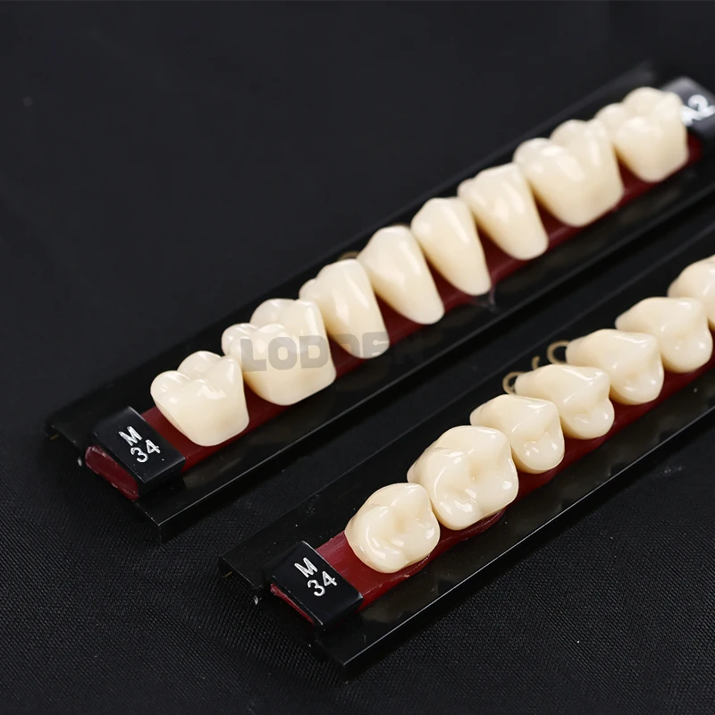 New Way Posterior Teeth Three Layer Factory Price Multilayer Synthetic ...