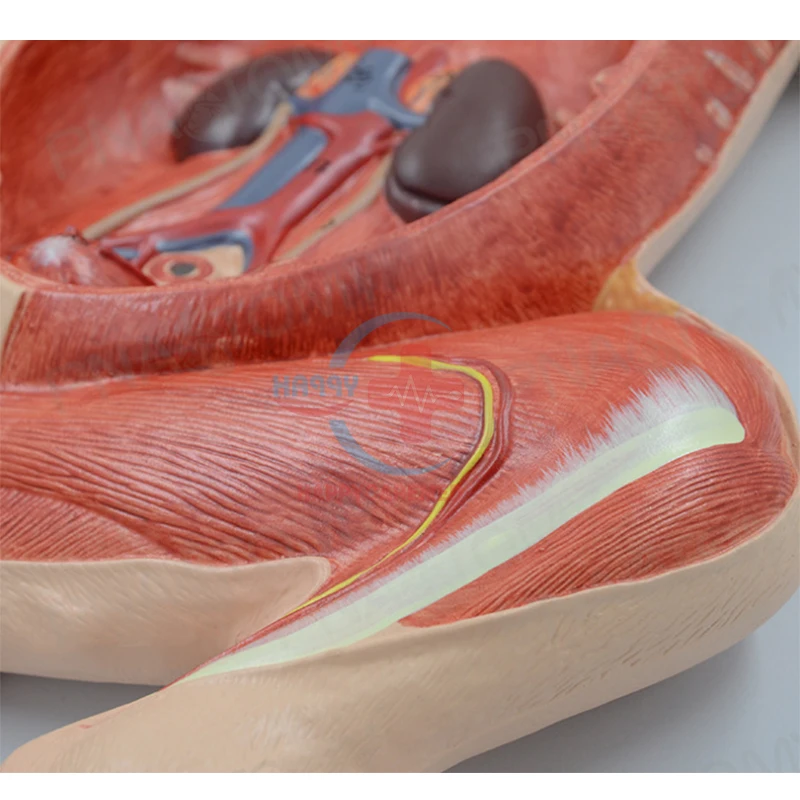 HC-R075A Pig Anatomy Model - High-Quality PVC Teaching Tool