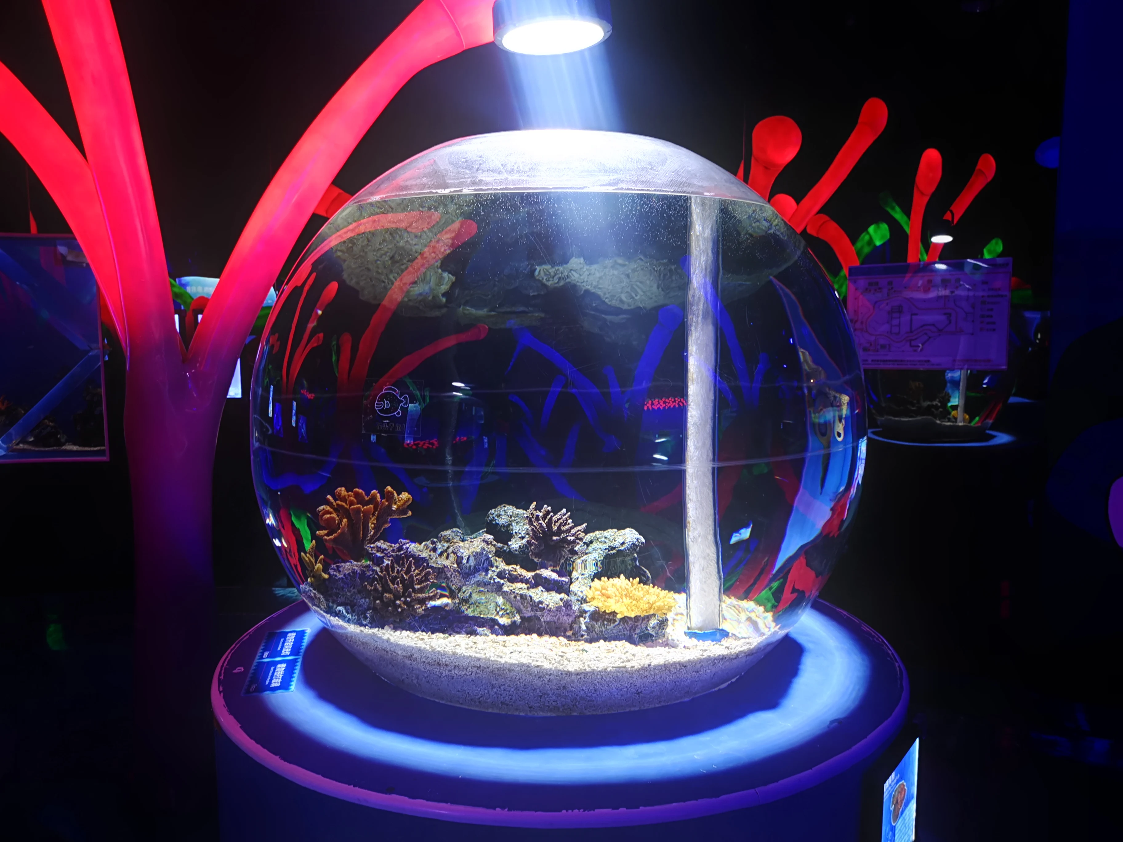 Transparent Acrylic Aquarium Fish Tank - Sustainable & Stocked