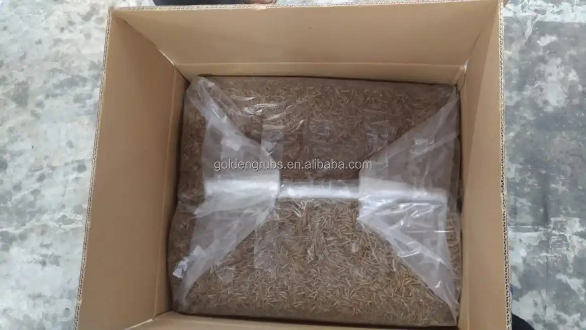 High Protein Dried Maggot Microwave Dried Black Soldier Fly Larvae ...