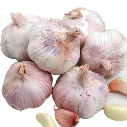 Fresh Normal White Garlic For Export With Global Gap 5.5cm China Fresh ...