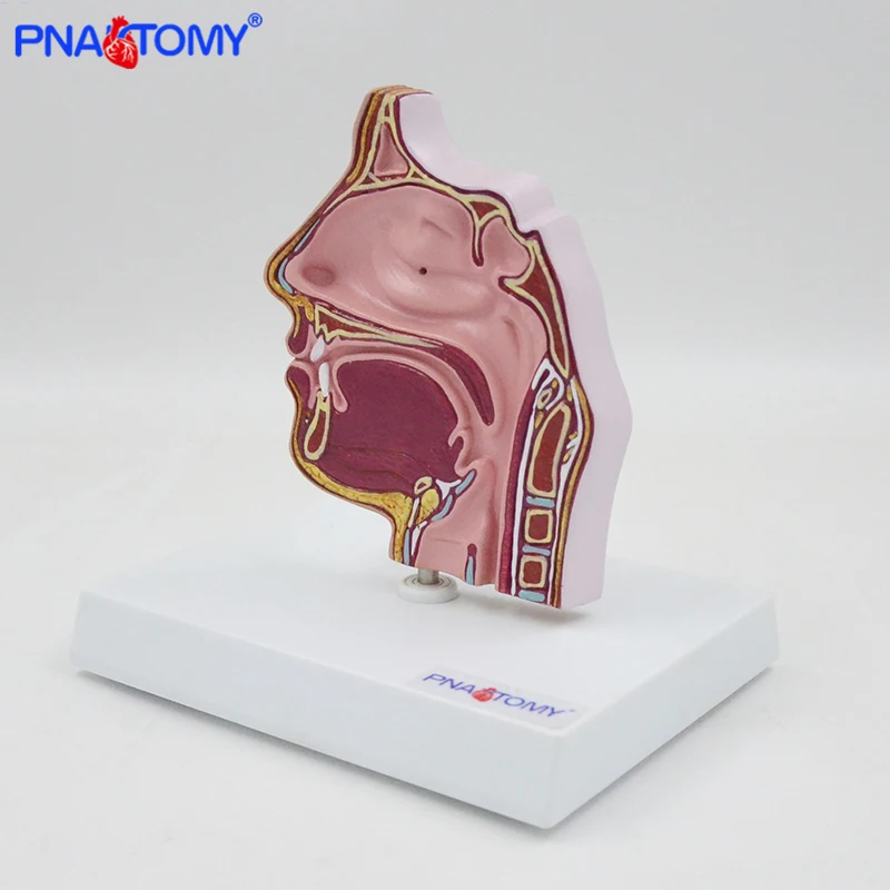 Nasal Model Sinus Turbinate Oral, Nasal and Throat Anatomical Teaching ...